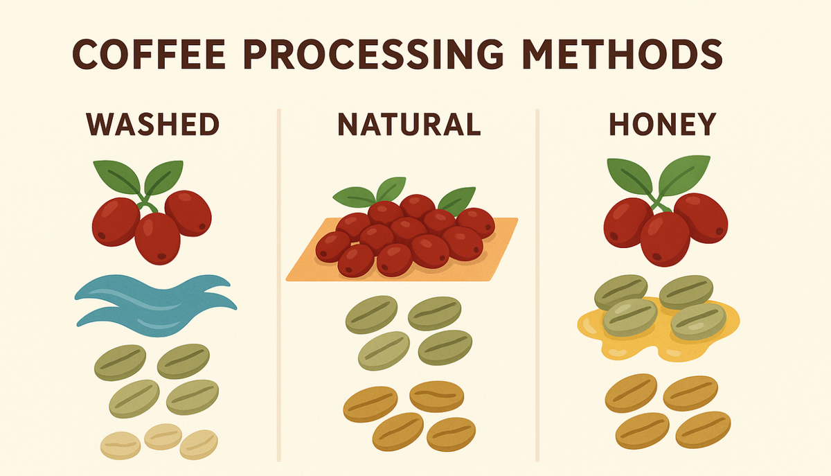 Coffee Processing Methods Explained: Washed, Natural, and Honey Process ...